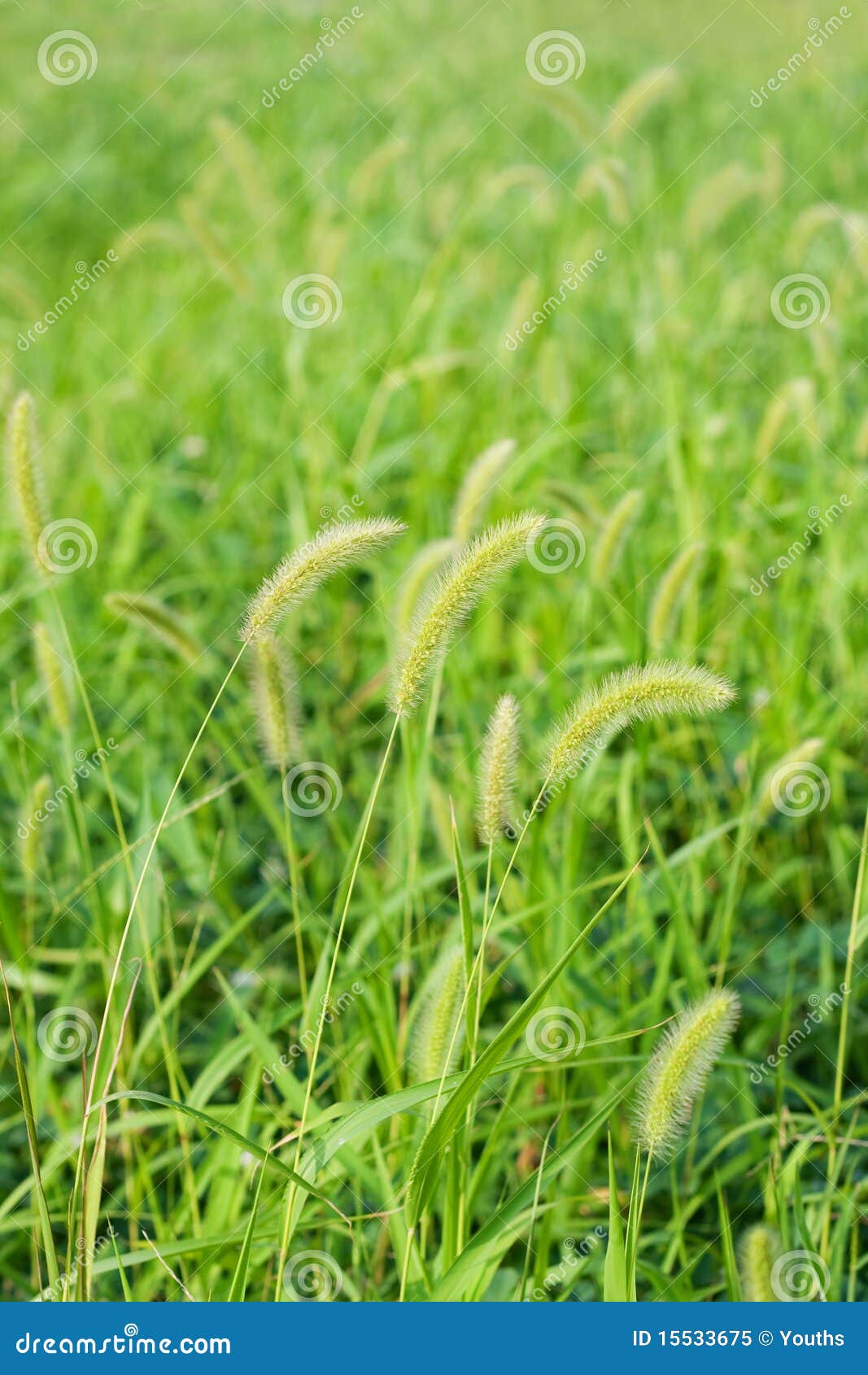 Setaria stock image. Image of grass, beautiful, disorder - 15533675