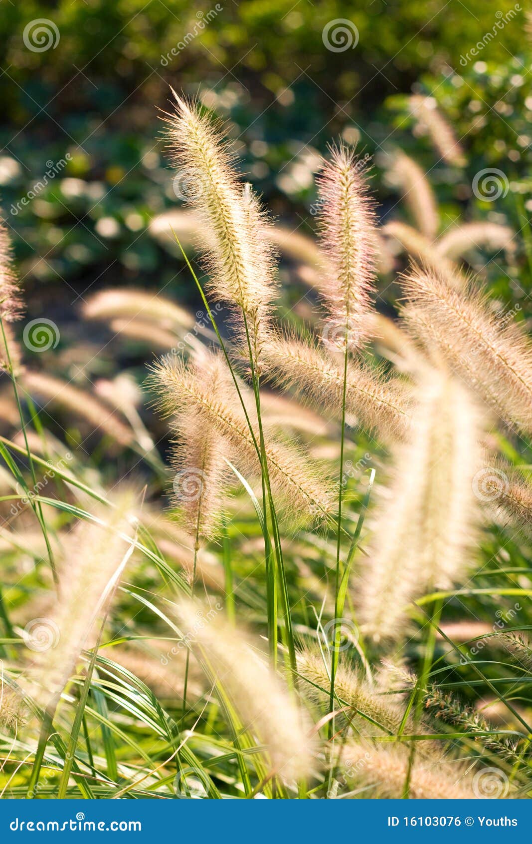 Setaria stock photo. Image of bristly, green, disorder - 16103076