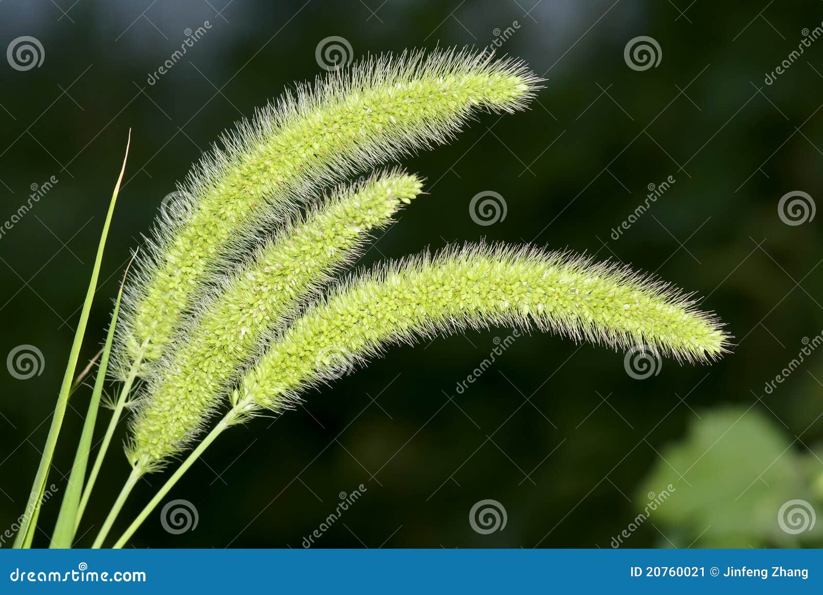 Setaria stock afbeelding. Image of bladeren, varkenshaar - 20760021