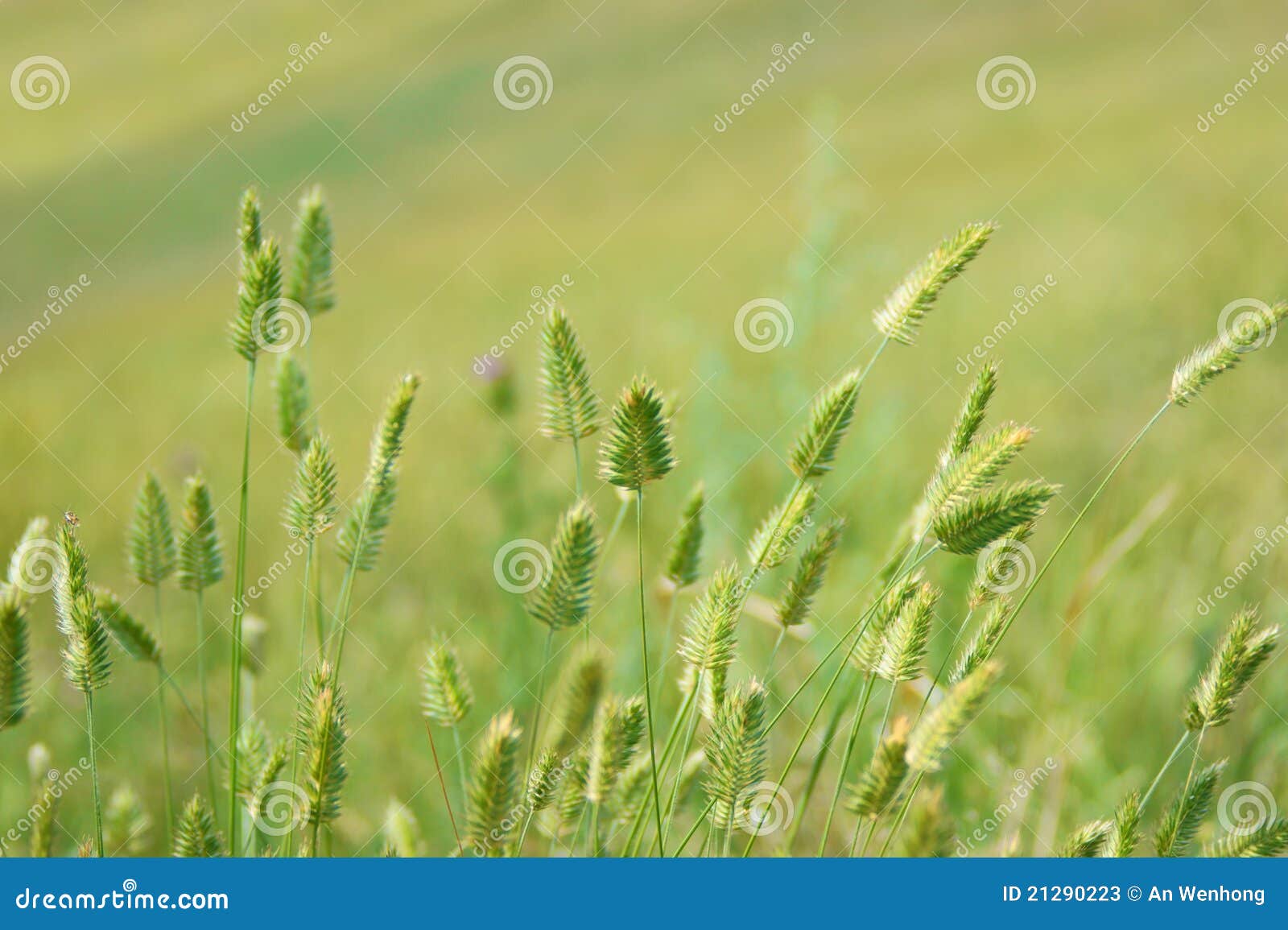 Setaria stock image. Image of focus, color, background - 21290223