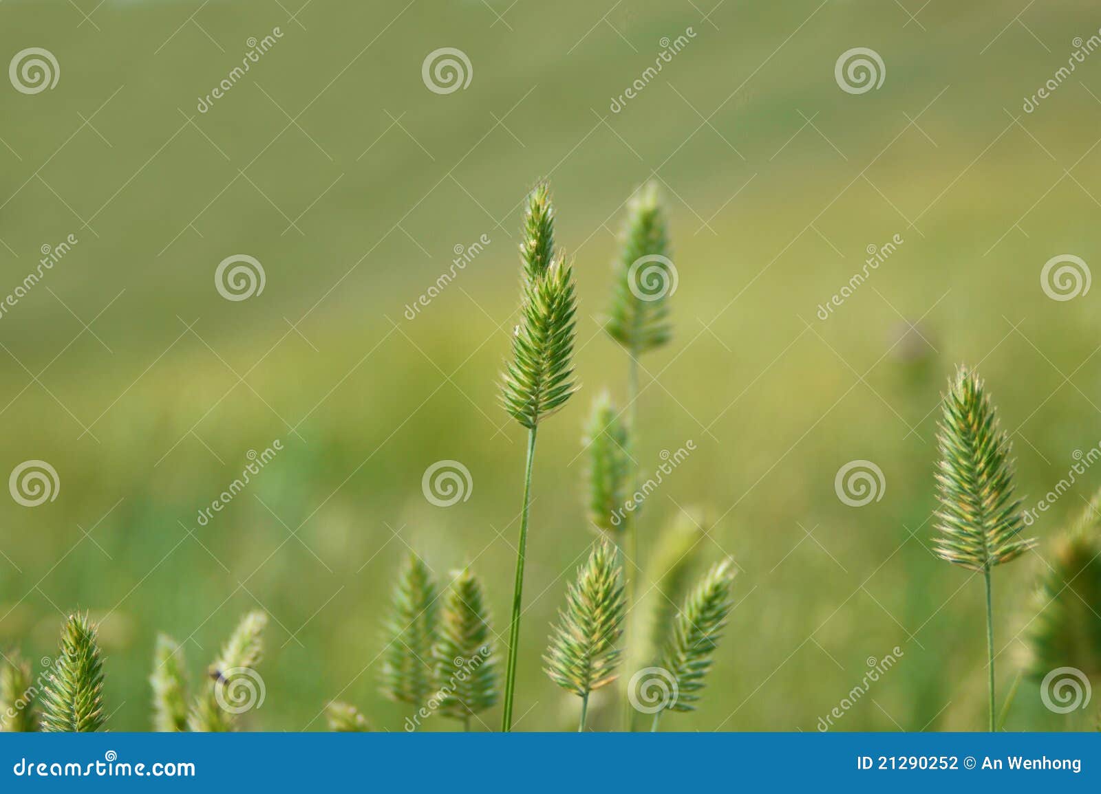 Setaria stock photo. Image of desolation, hairy, fall - 21290252