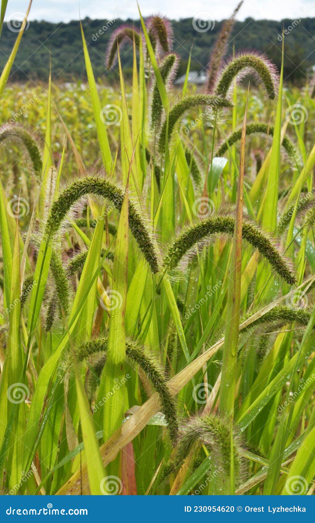 Setaria grows in the field stock photo. Image of color - 230954620