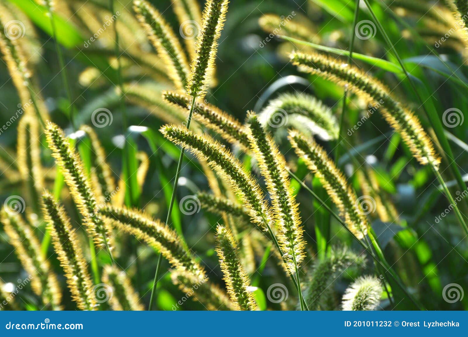 Setaria grows in the field stock photo. Image of herb - 201011232