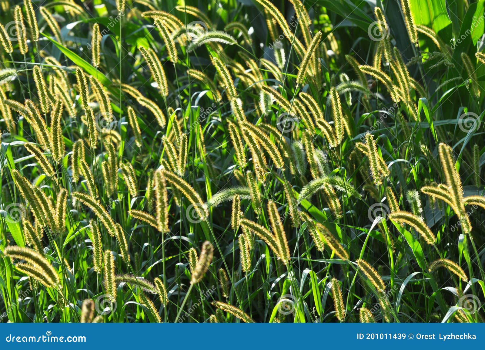 Setaria grows in the field stock image. Image of foxtail - 201011439