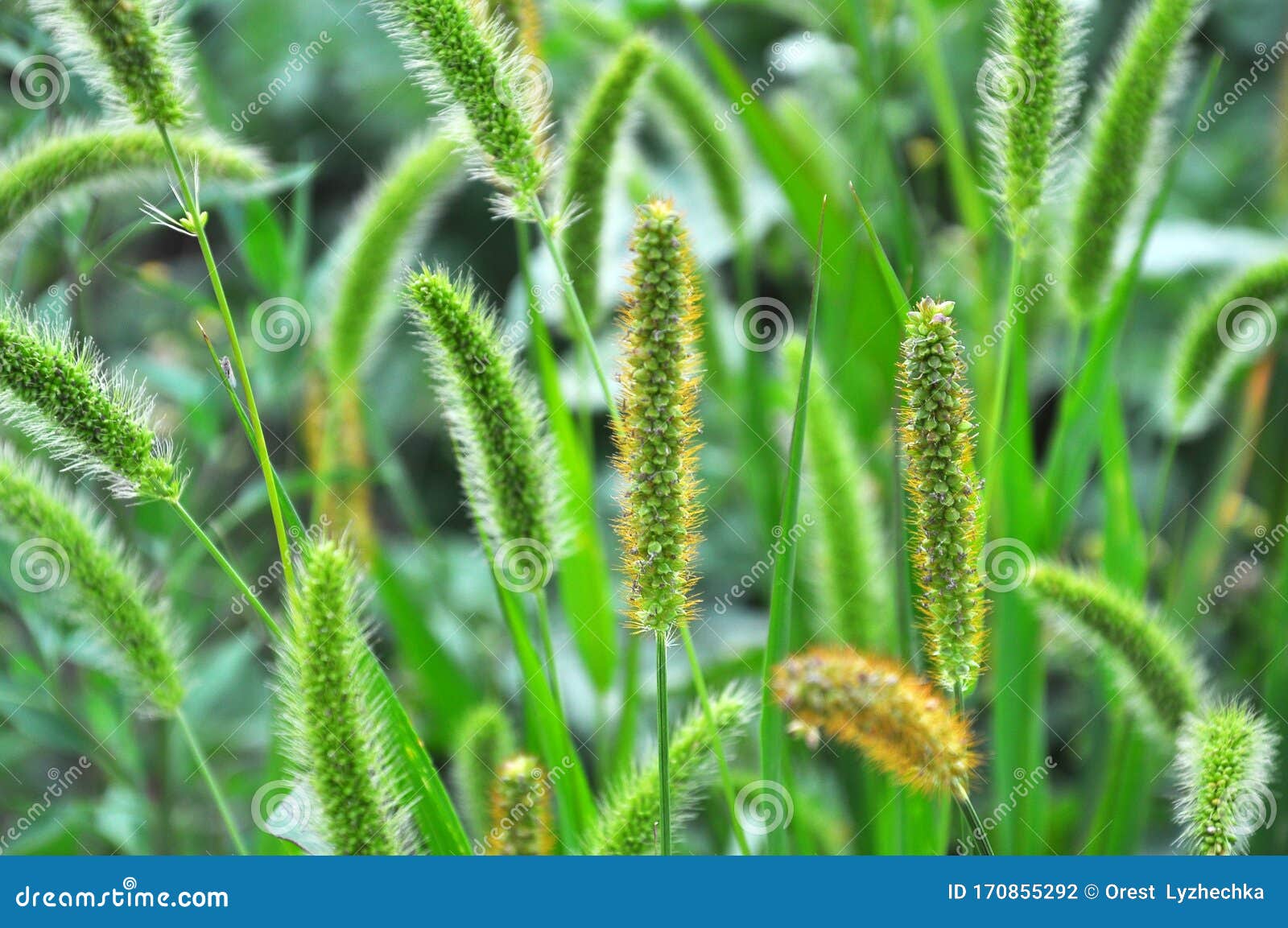 Setaria grows in the field stock photo. Image of natural - 170855292