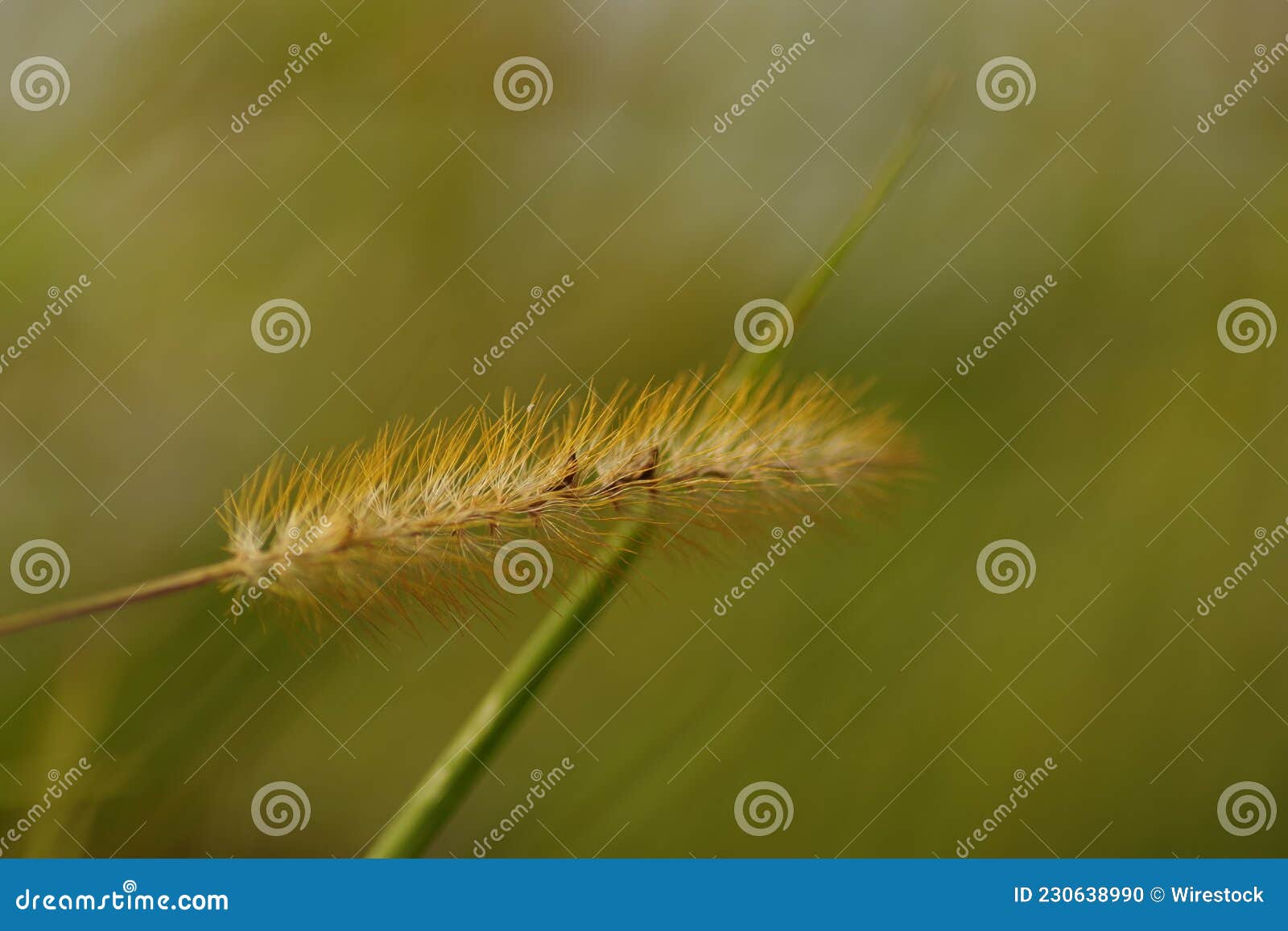 A Setaria Pumila ( Fox Millet ) in Front of a Standing Blade of Grass ...