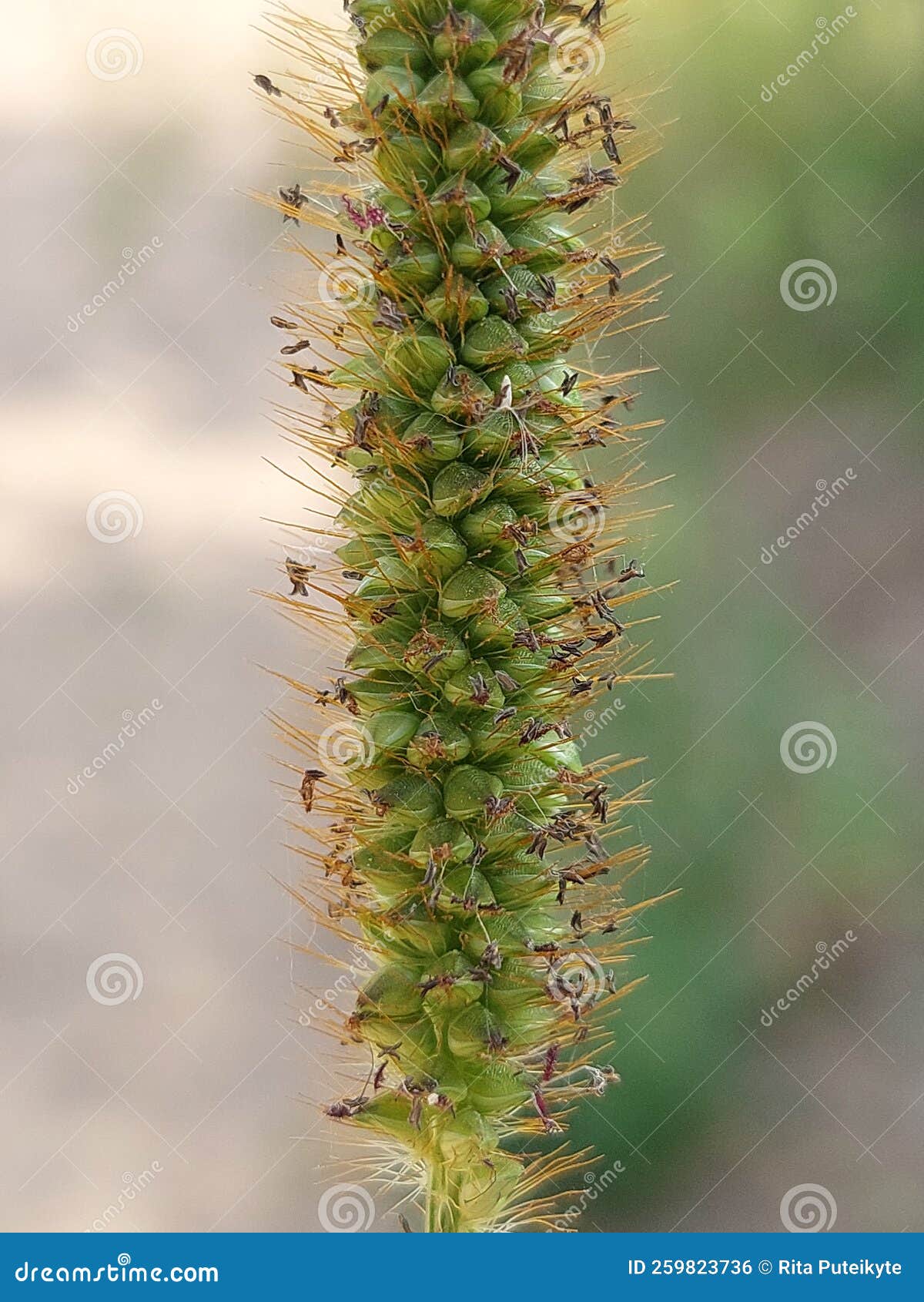Setaria pumila stock photo. Image of grass, pumila, plant - 259823736