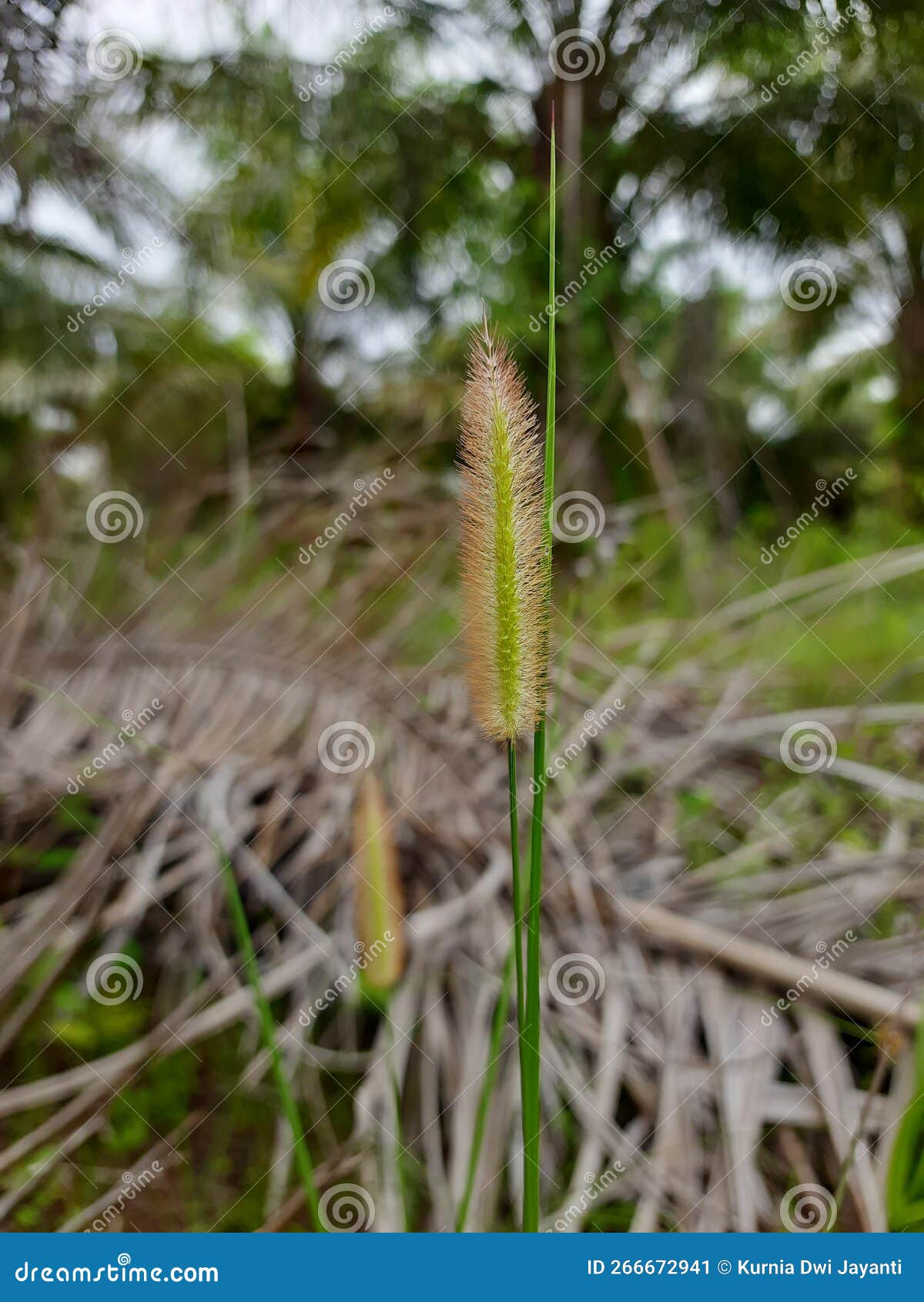 Setaria Parviflora Is A Species Of Grass Known By The Common Names ...
