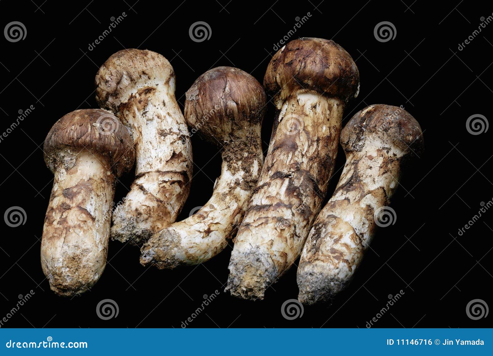 Setas foto de archivo. Imagen de sabroso, seta, material - 11146716