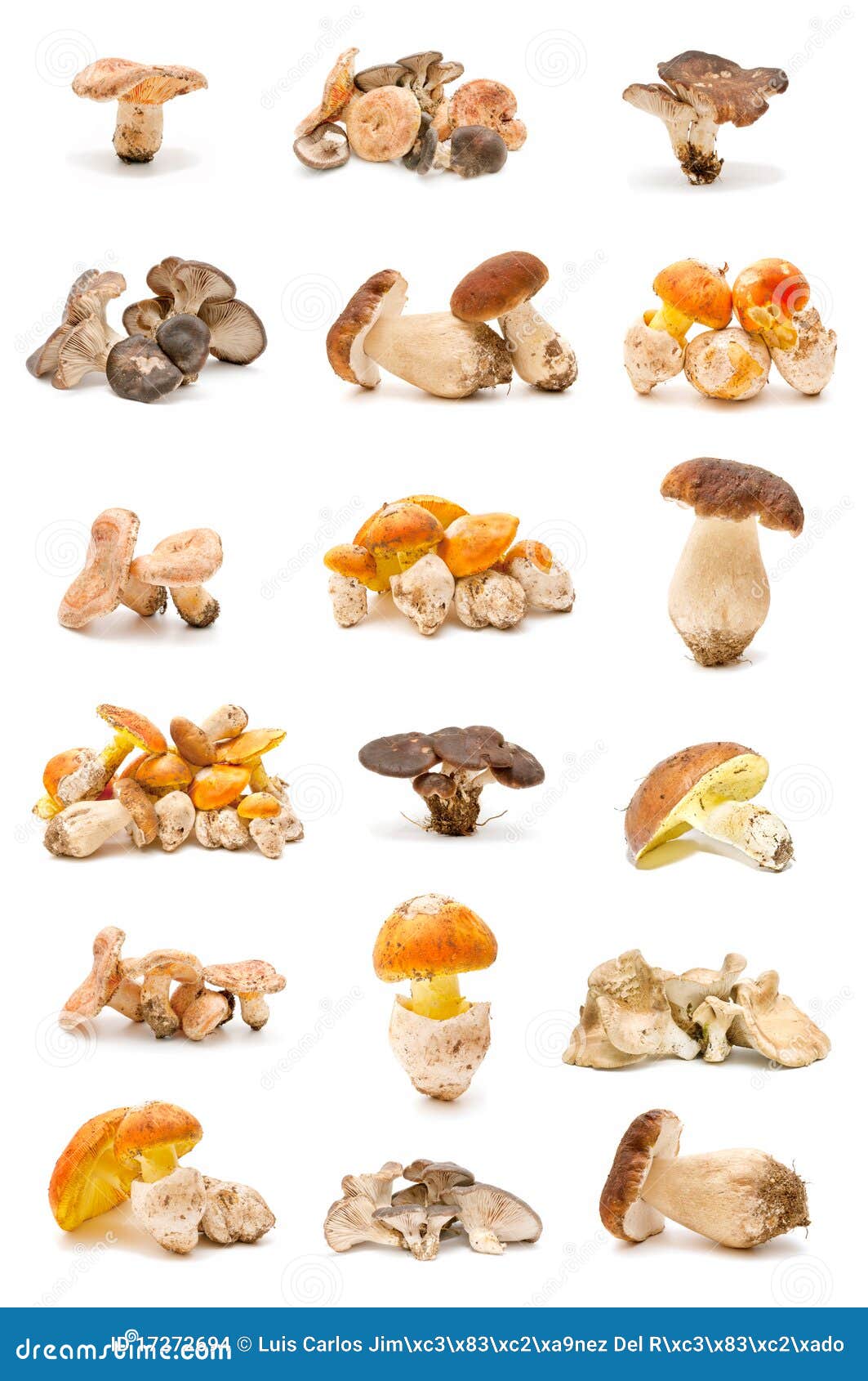 Setas comestibles foto de archivo. Imagen de densamente - 17272694