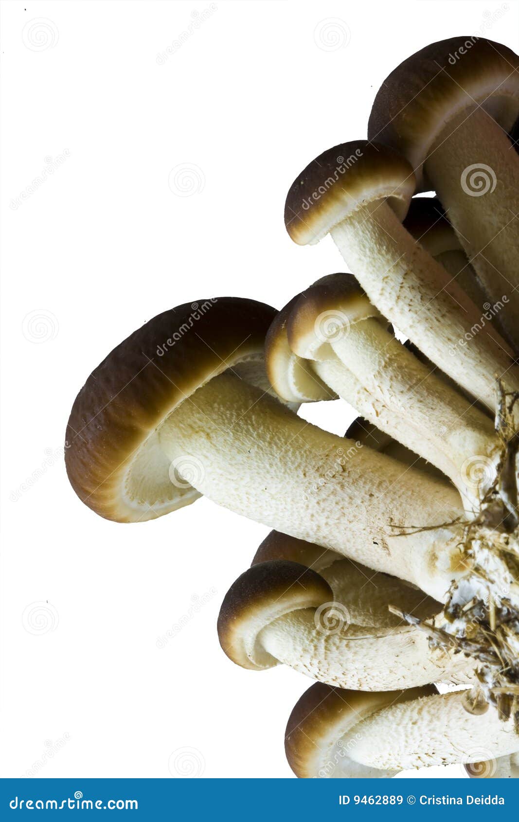 Setas comestibles imagen de archivo. Imagen de calidad - 9462889