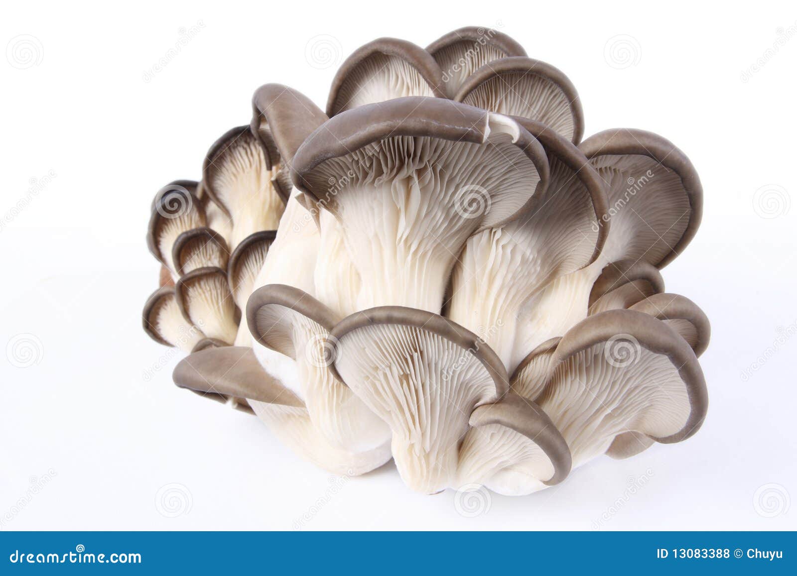 Setas Comestibles De Los Hongos Foto de archivo - Imagen de fragilidad ...