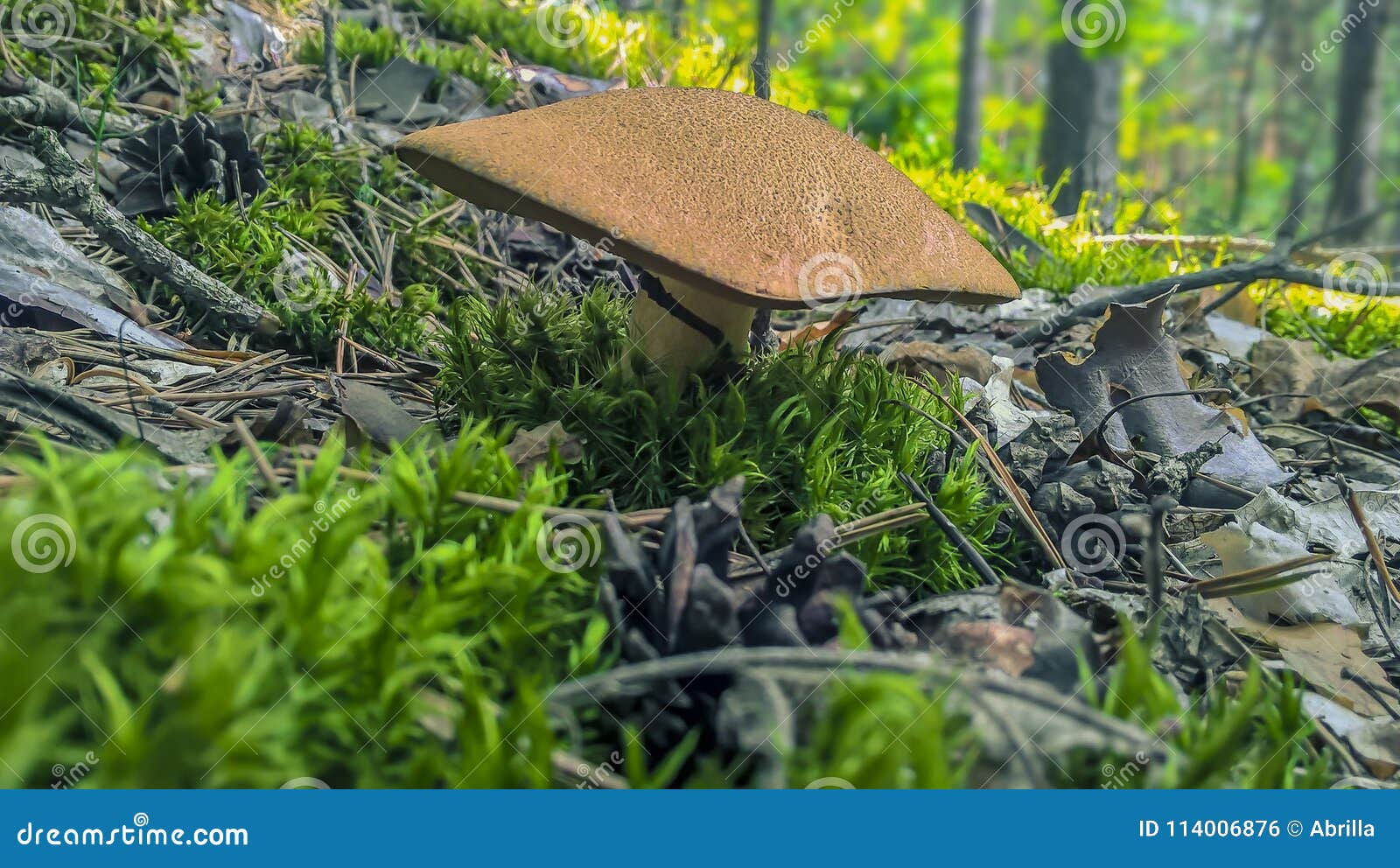 Setas Comestibles Naturales Una Seta Blanca Comestible Foto de archivo ...