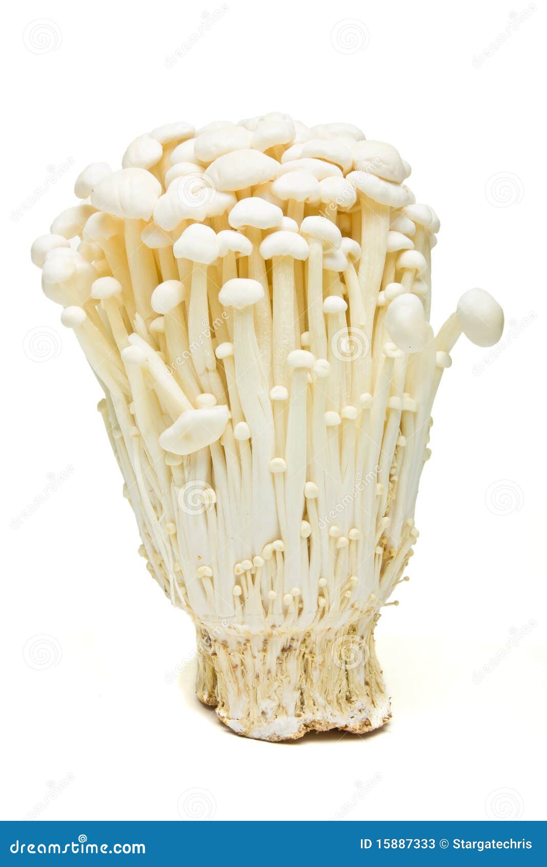 Setas de Enoki imagen de archivo. Imagen de cubo, oriental - 15887333