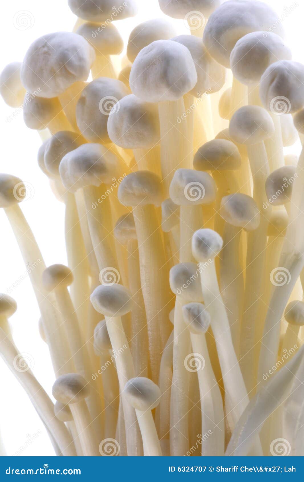 Setas de Enoki (ostra) imagen de archivo. Imagen de sano - 6324707