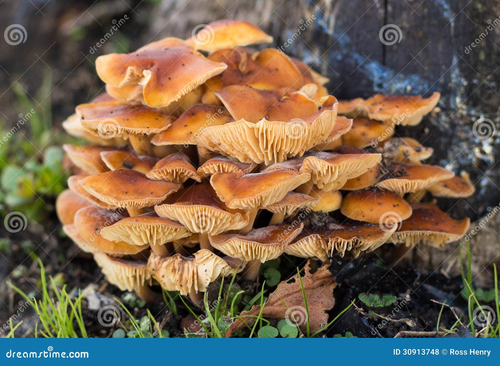 Setas de la laminilla foto de archivo. Imagen de cubo - 30913748