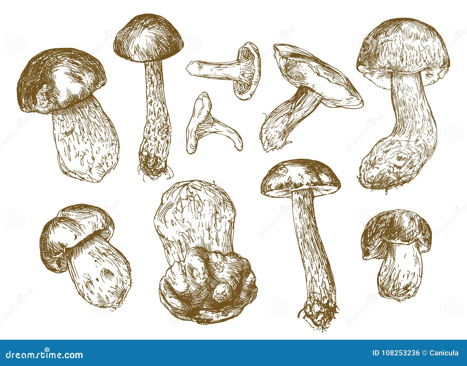 Setas, Ejemplo Dibujado Mano Del Vector Ilustración del Vector ...