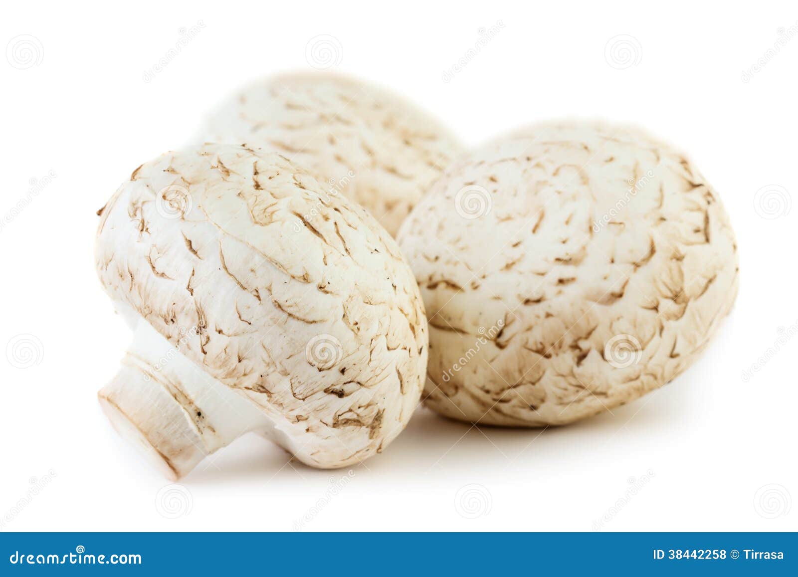 Setas frescas foto de archivo. Imagen de seta, sano, hongo - 38442258