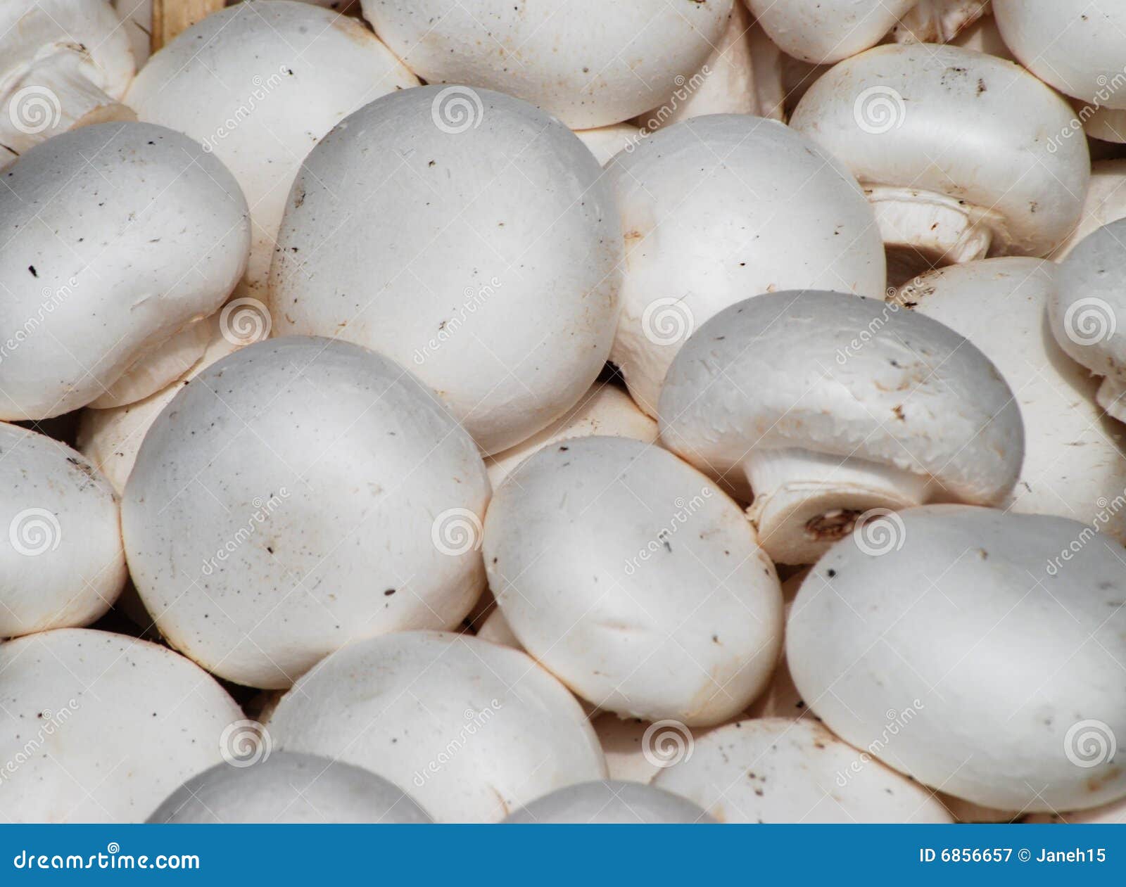 Setas frescas imagen de archivo. Imagen de fondo, modelo - 6856657