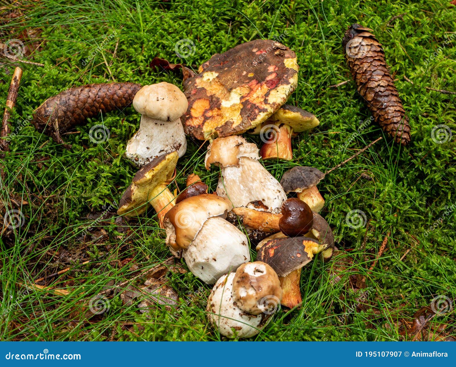 Setas frescas del bosque imagen de archivo. Imagen de rojo - 195107907