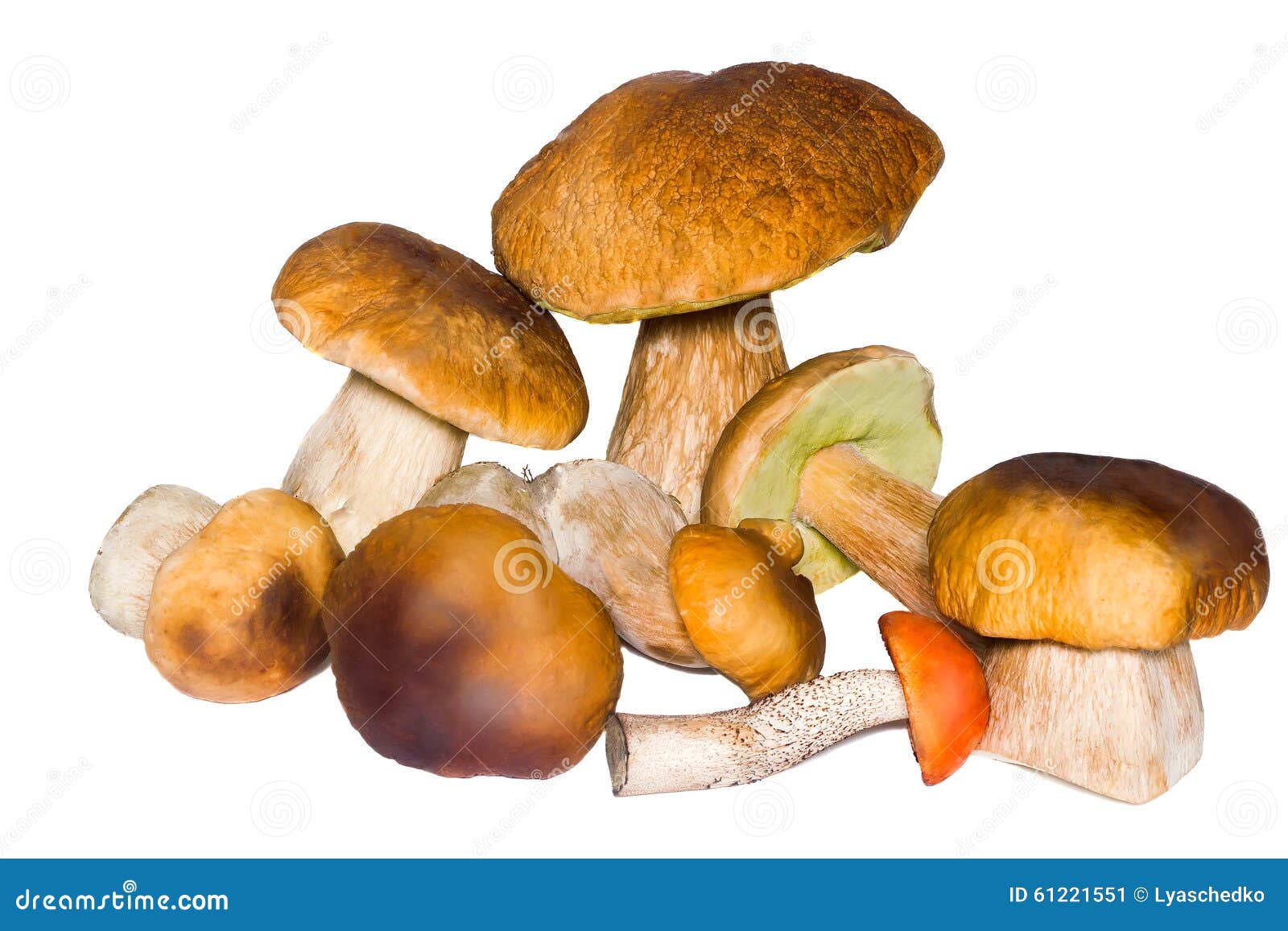 Setas Hermosas En Un Fondo Blanco Imagen de archivo - Imagen de setas ...