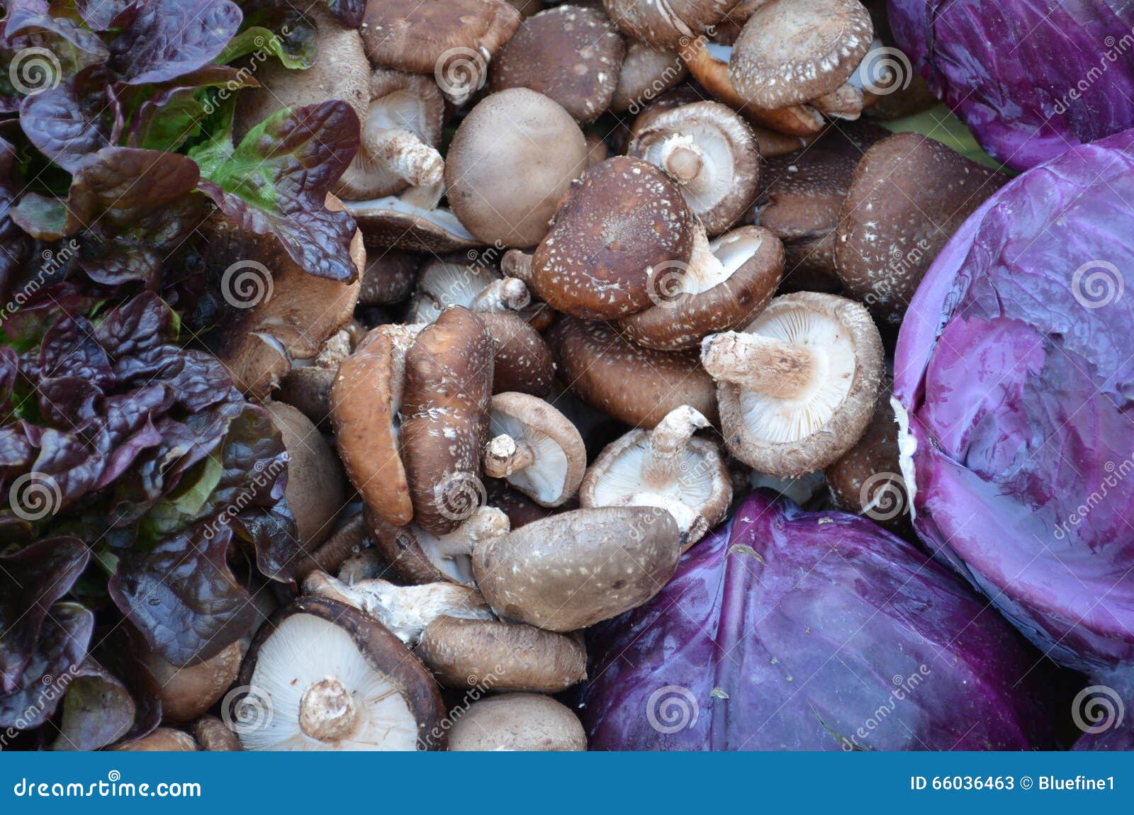 Setas, lechuga, y col imagen de archivo. Imagen de mercado - 66036463