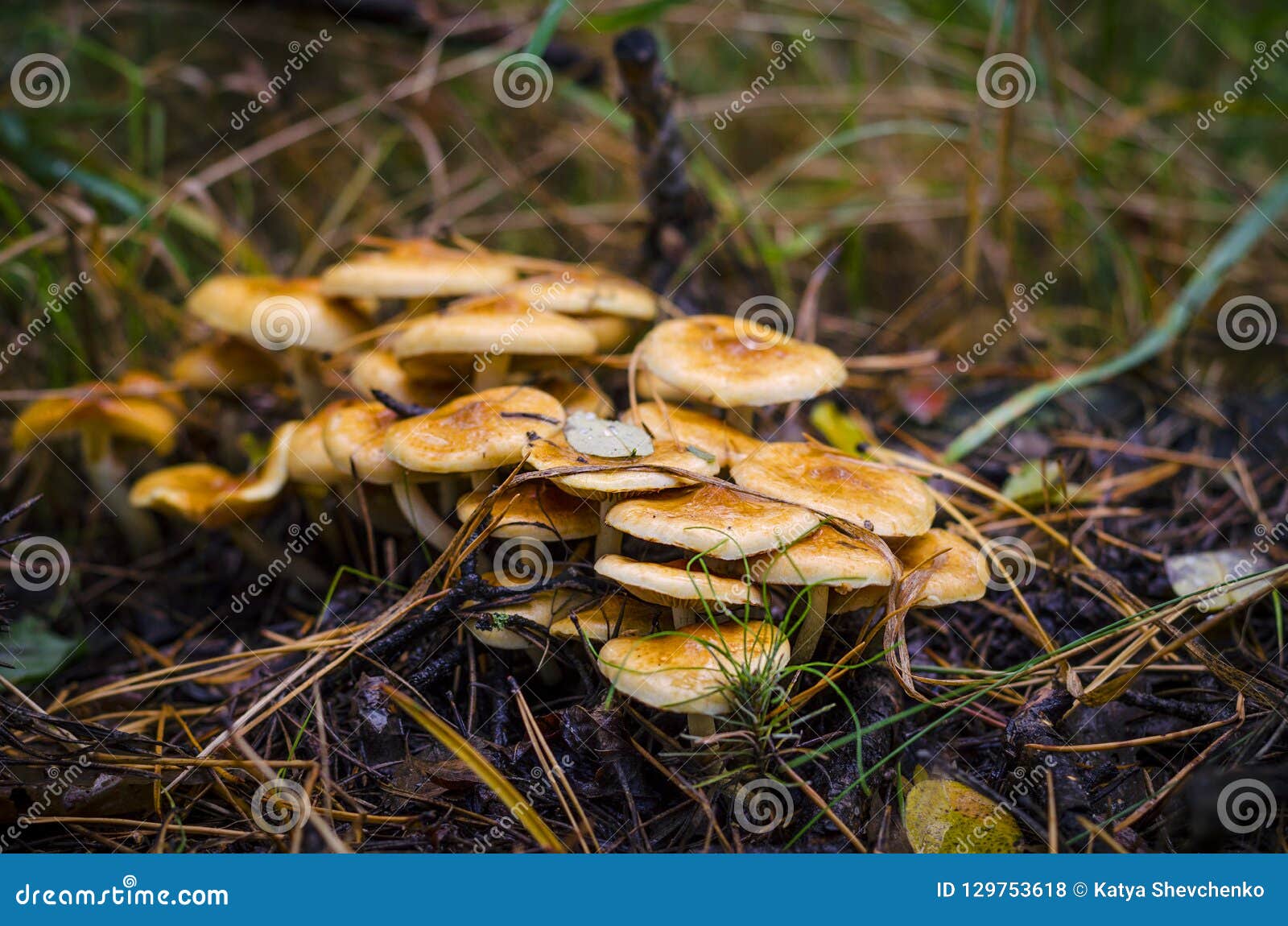 Setas No Comestibles En El Bosque Foto de archivo - Imagen de crudo ...
