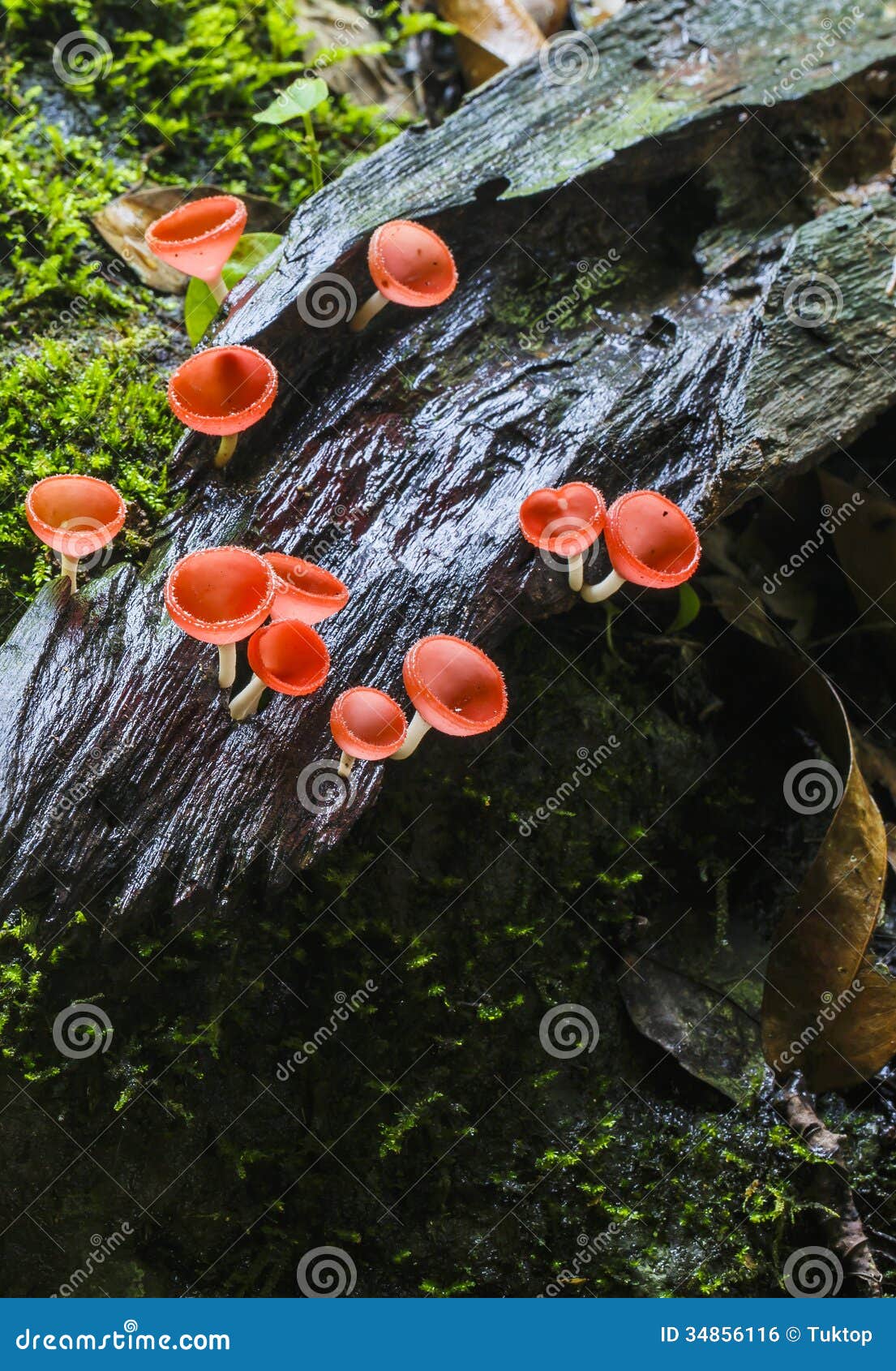 Setas rosadas hermosas foto de archivo. Imagen de asia - 34856116