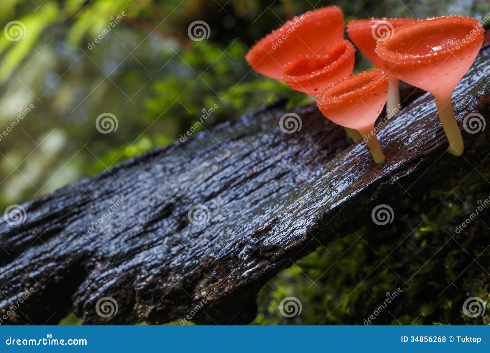 Setas rosadas hermosas foto de archivo. Imagen de bosque - 34856268