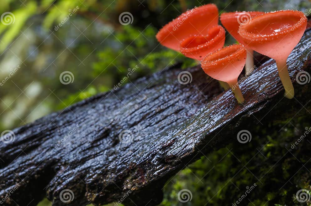 Setas rosadas hermosas foto de archivo. Imagen de bosque - 34856268