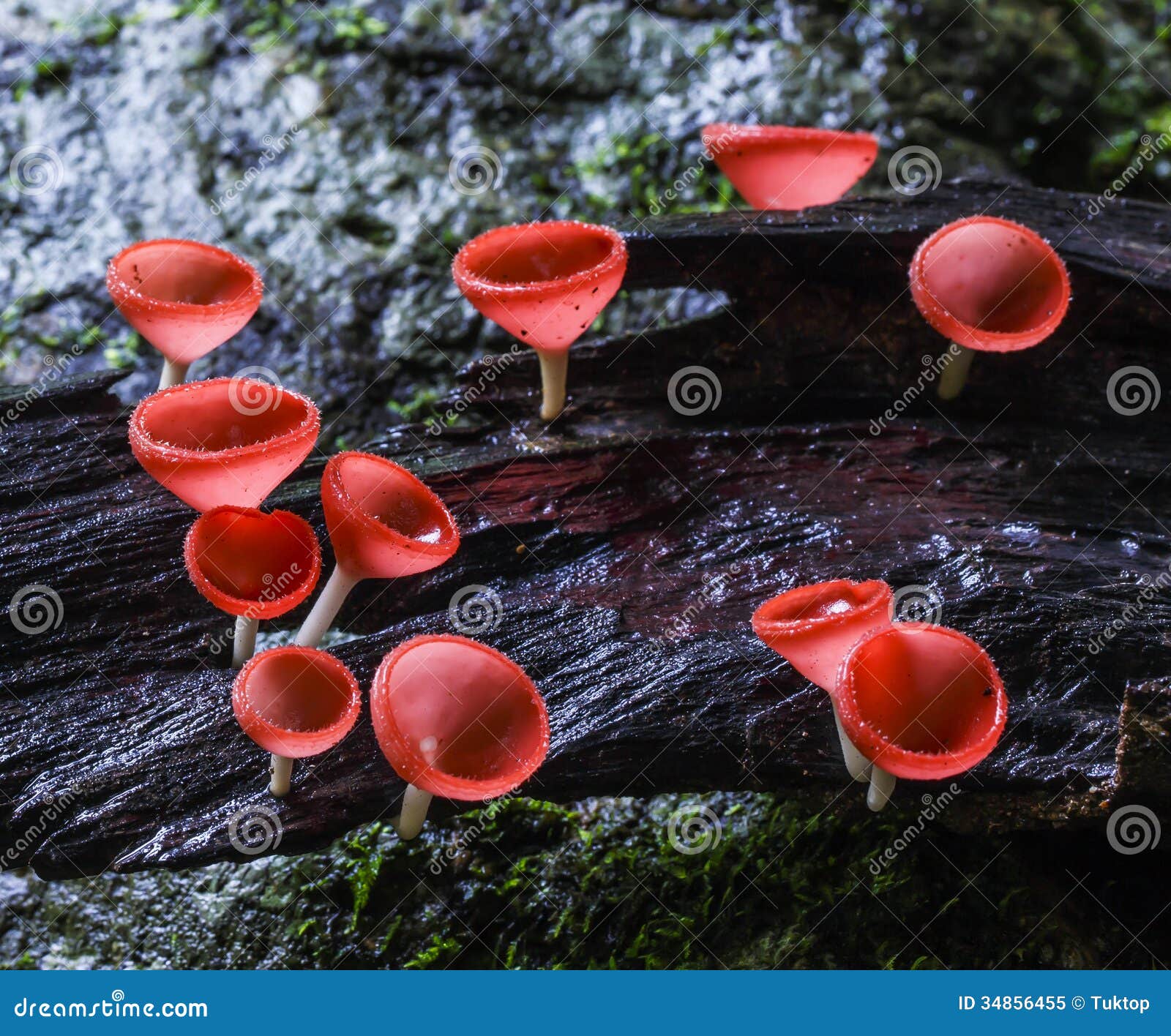Setas rosadas hermosas imagen de archivo. Imagen de anaranjado - 34856455