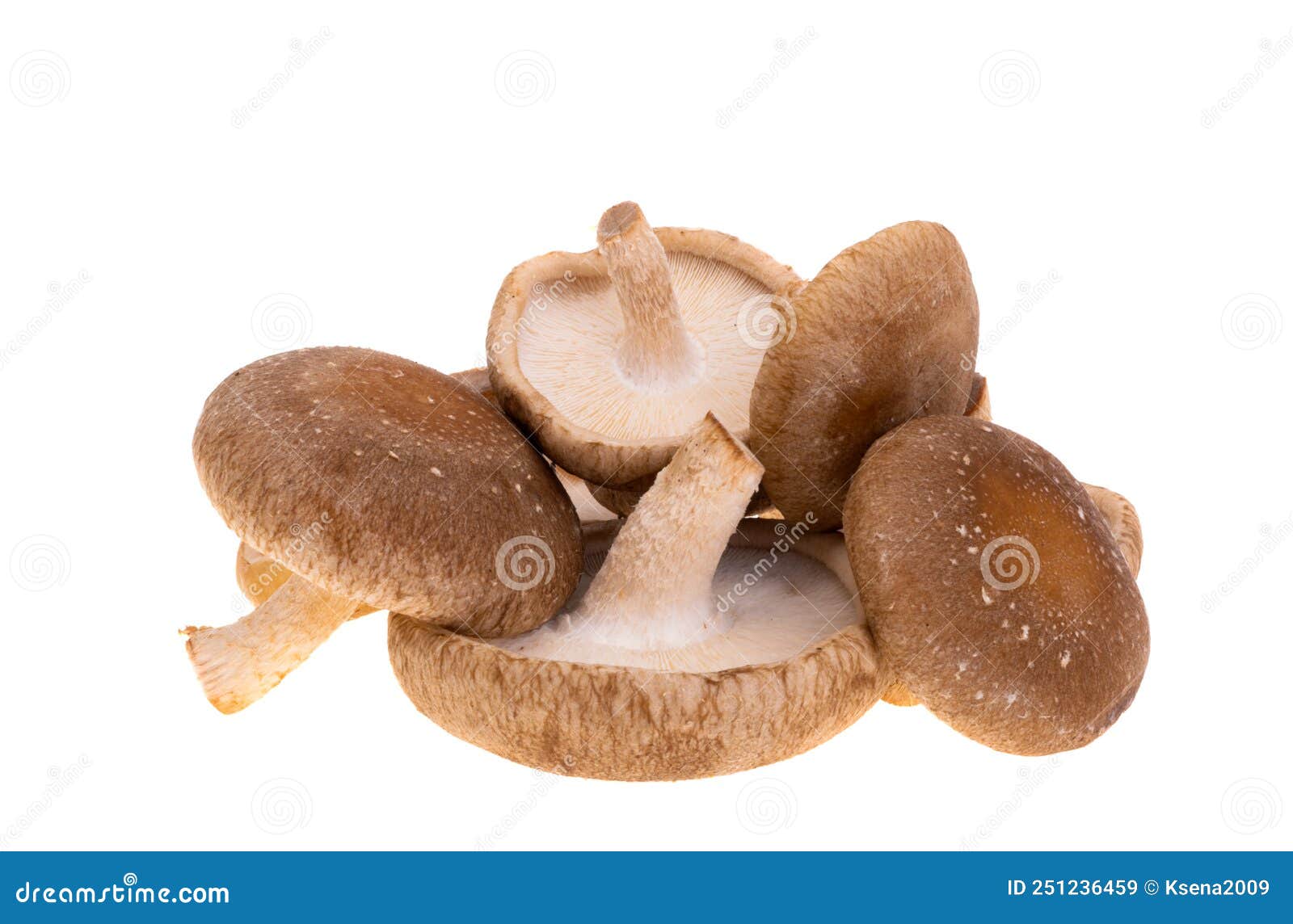 Setas shiitake aisladas imagen de archivo. Imagen de ingrediente ...