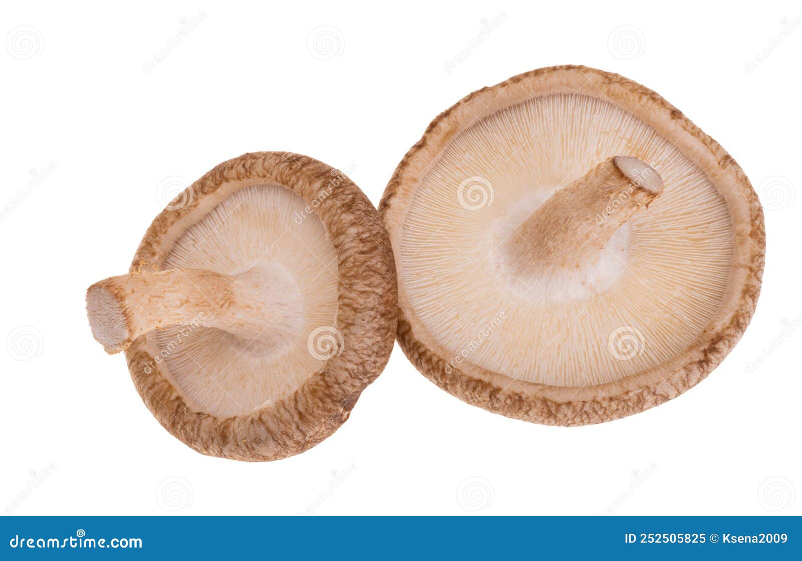 Setas shiitake aisladas imagen de archivo. Imagen de alimento - 252505825