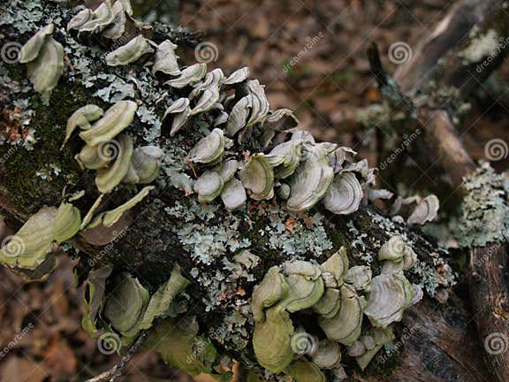 Setas Y Hongo Que Crecen En Un Miembro De árbol Caido Foto De Archivo Imagen De Hongo