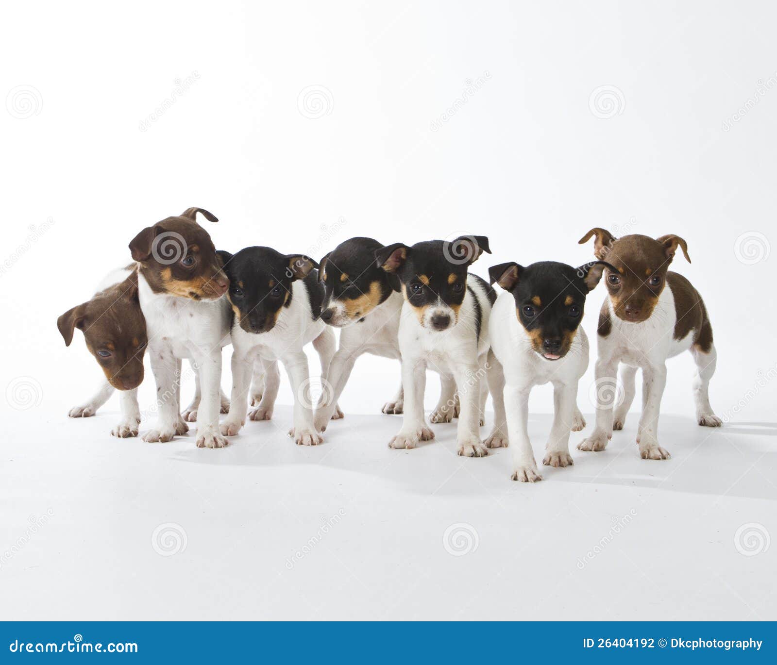 Sete Filhotes De Cachorro Do Terrier De Rato Foto de Stock - Imagem de ...