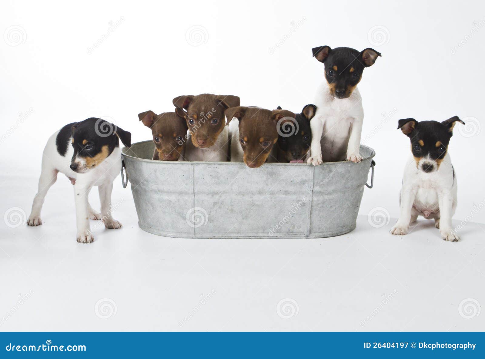 Sete Filhotes De Cachorro Do Terrier De Rato Imagem de Stock - Imagem ...