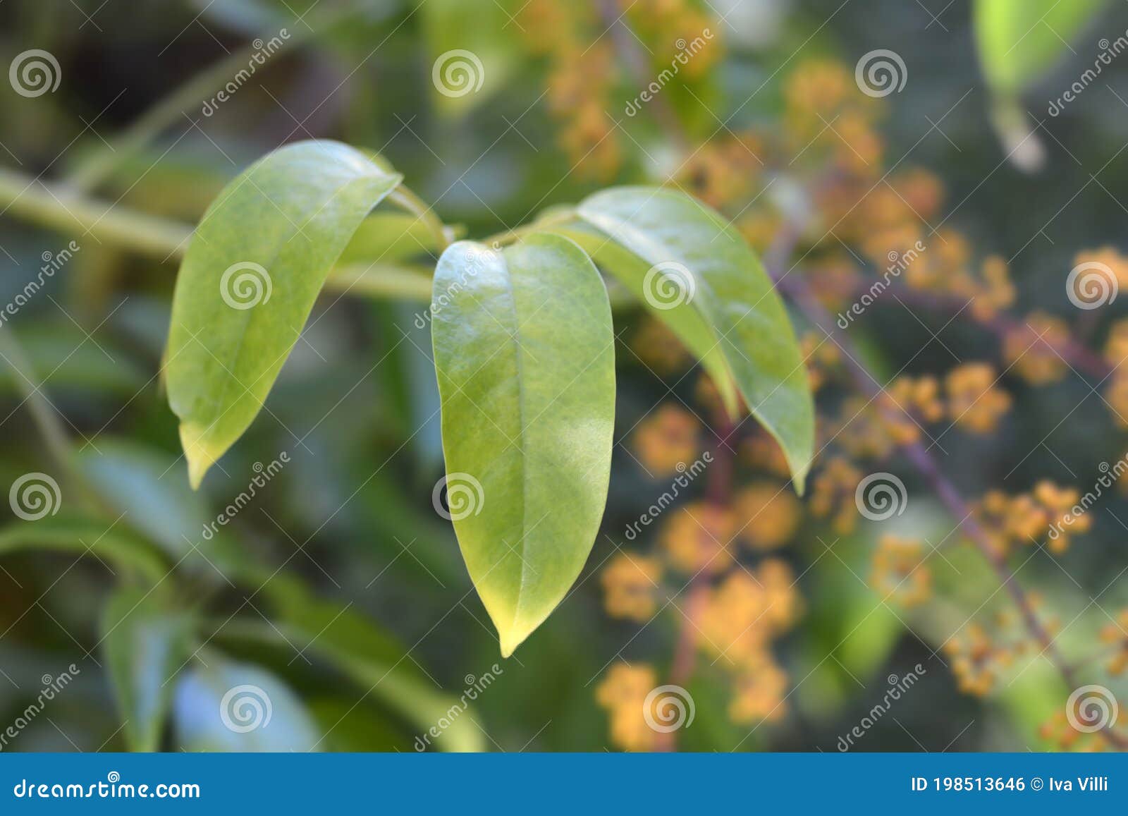 Sete folhas foto de stock. Imagem de mola, folha, arbusto - 198513646