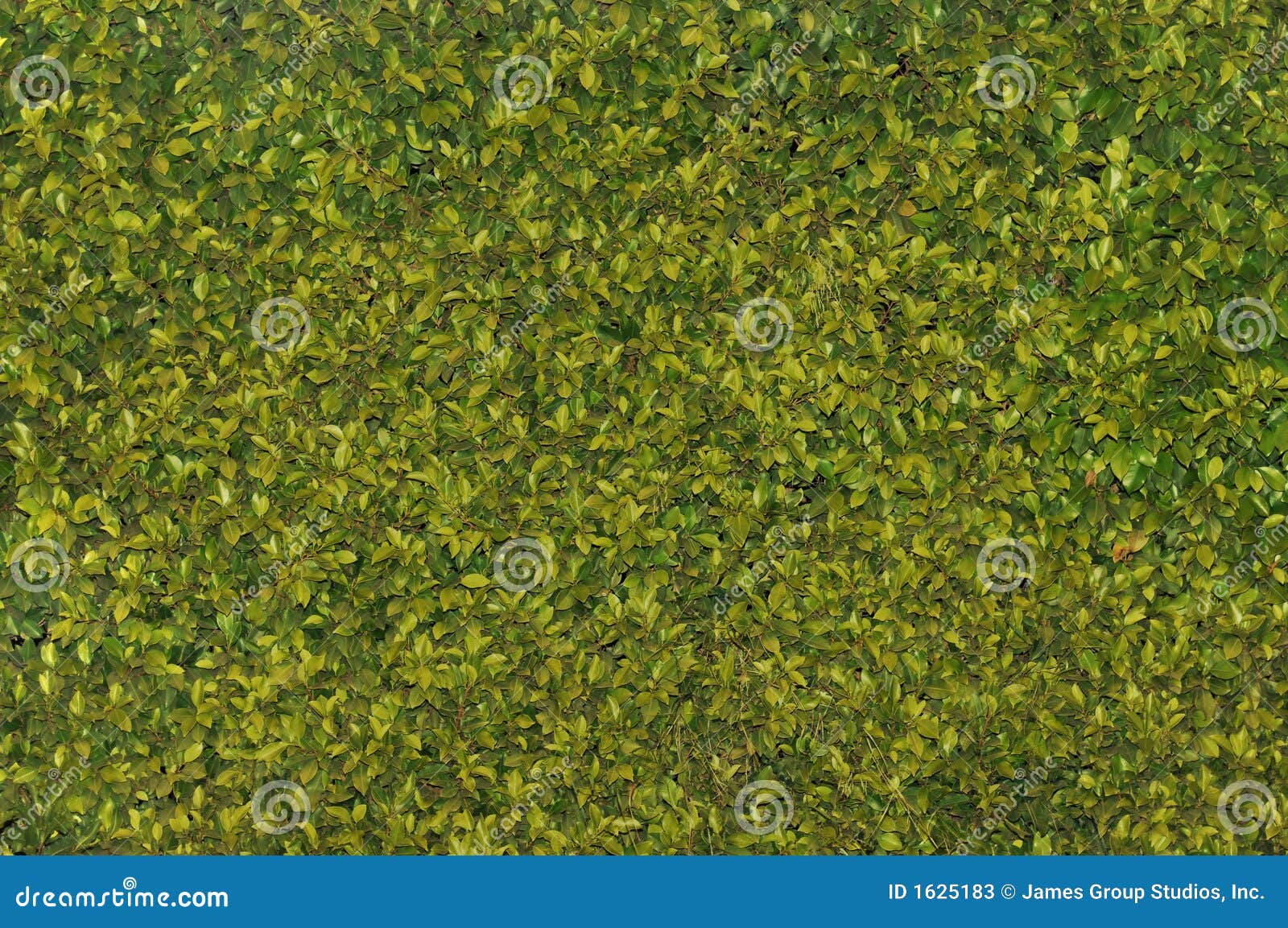 Seto imagen de archivo. Imagen de follaje, cerque, césped - 1625183