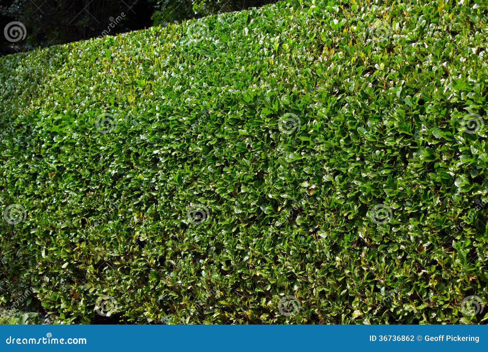 Seto foto de archivo. Imagen de privado, cubo, verde - 36736862