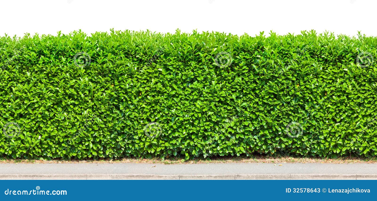 Seto alto aislado imagen de archivo. Imagen de rural - 32578643