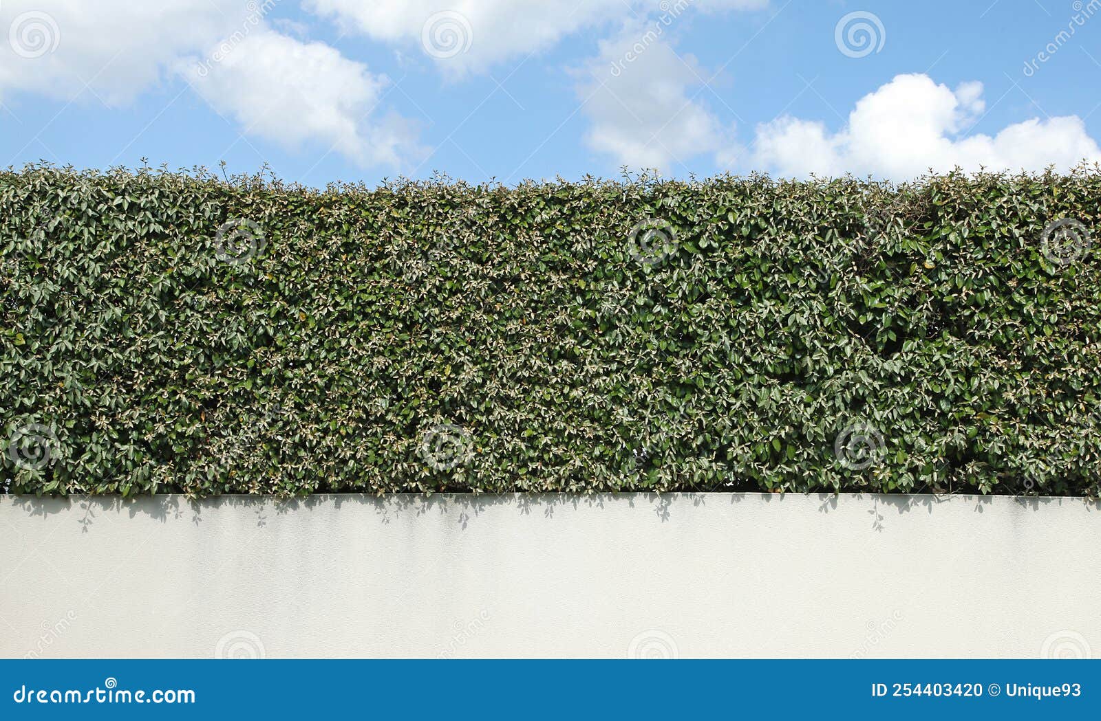 Seto de elaeagnus ebbingei foto de archivo. Imagen de plata - 254403420