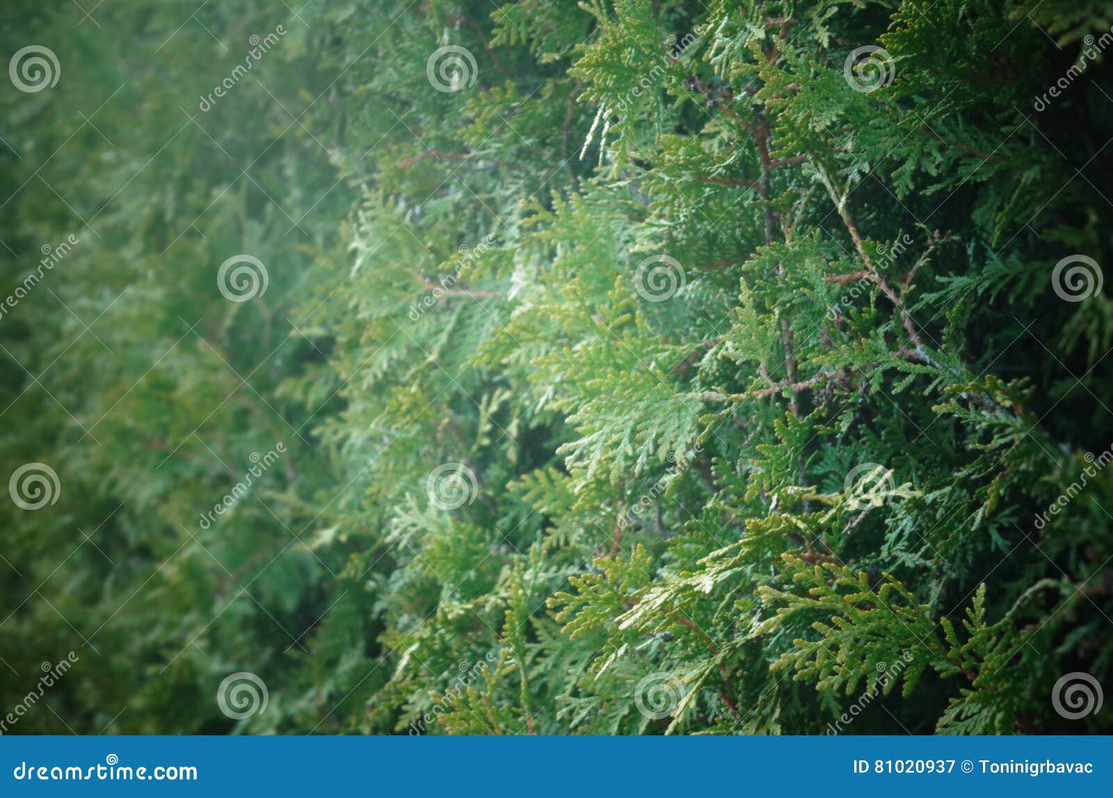 Seto De Las Ramas De Cypress Imagen de archivo - Imagen de ciprés ...