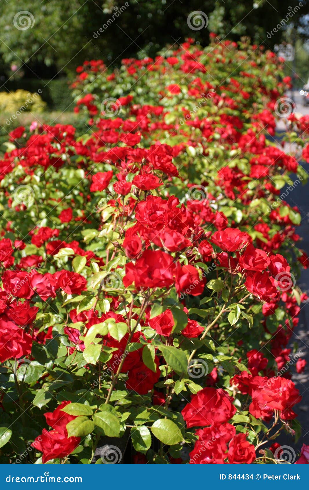 Seto de Rose foto de archivo. Imagen de perenne, decorativo - 844434