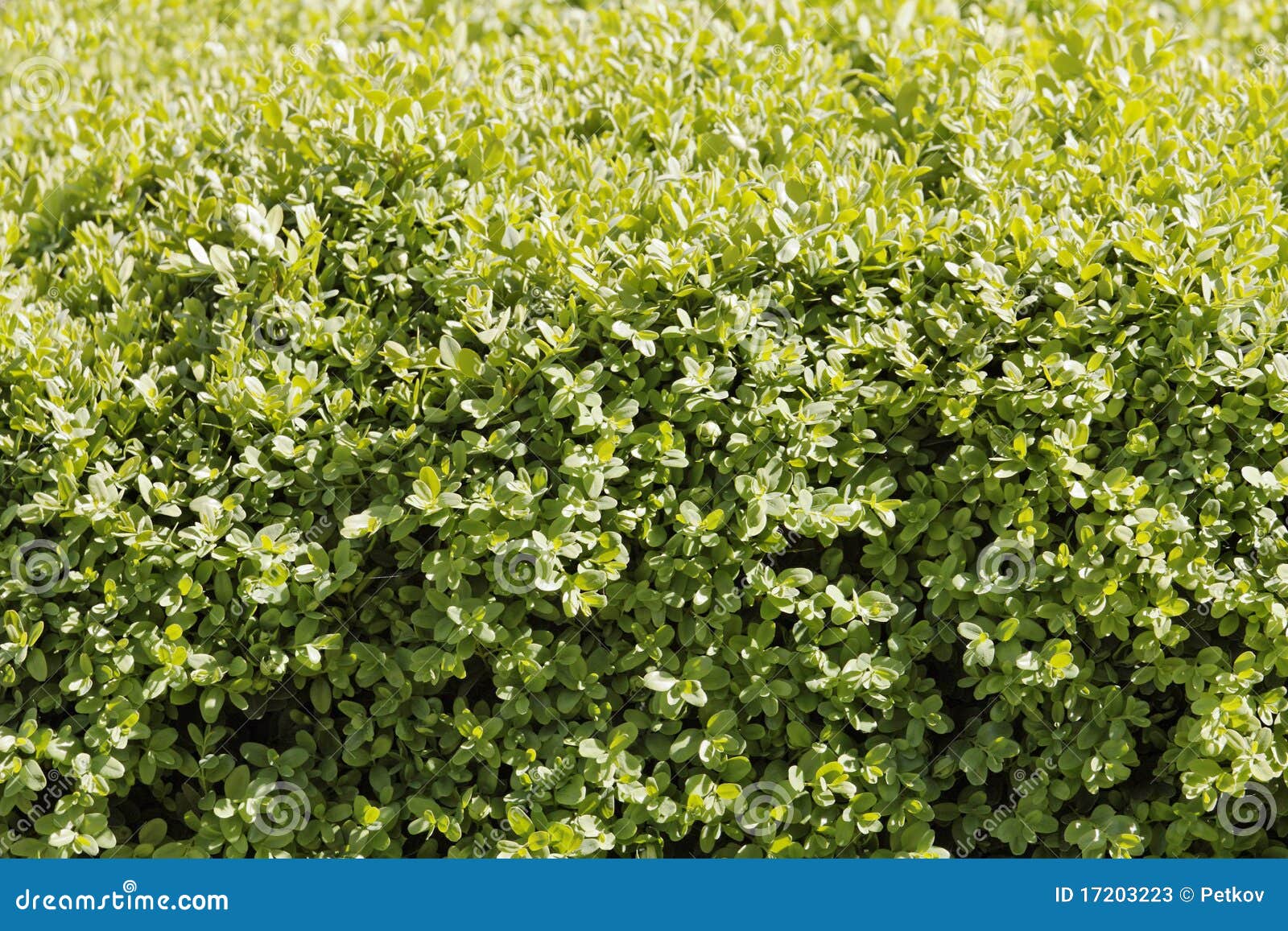 Seto del boj imagen de archivo. Imagen de cerca, flora - 17203223