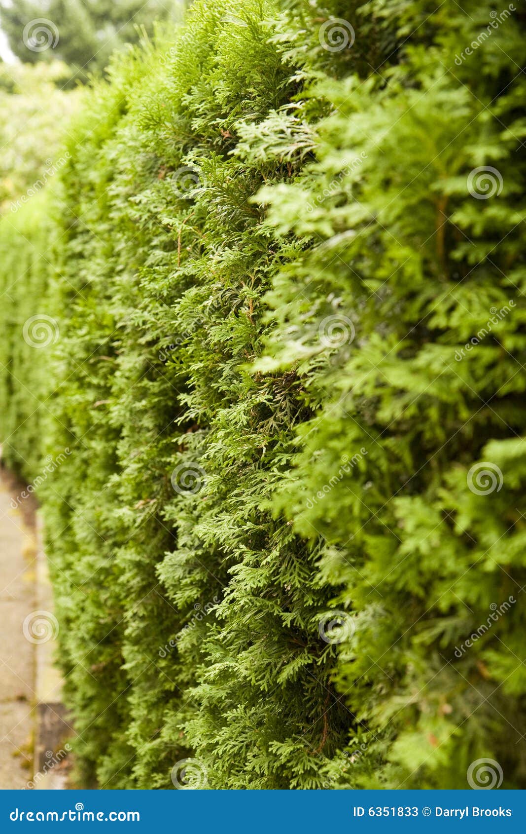 Seto imperecedero imagen de archivo. Imagen de abeto, verano - 6351833