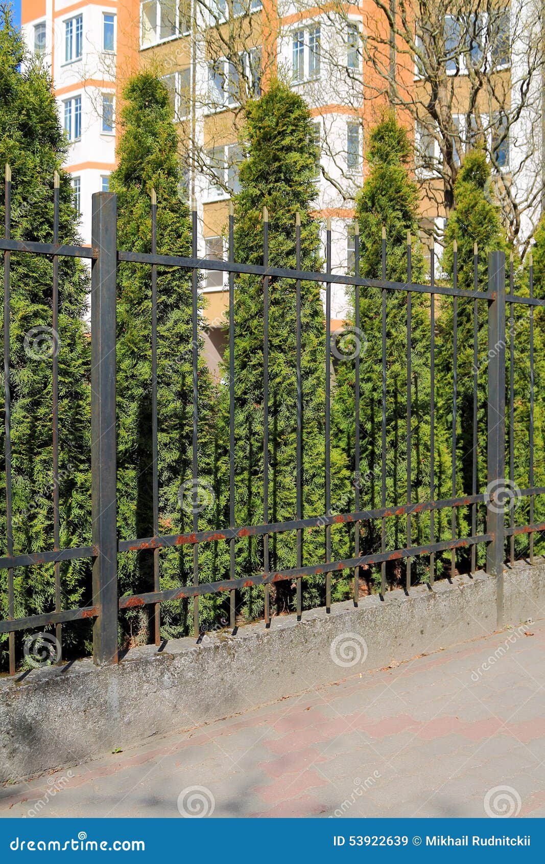 Seto Verde De Las Plantas Imperecederas Imagen de archivo - Imagen de ...