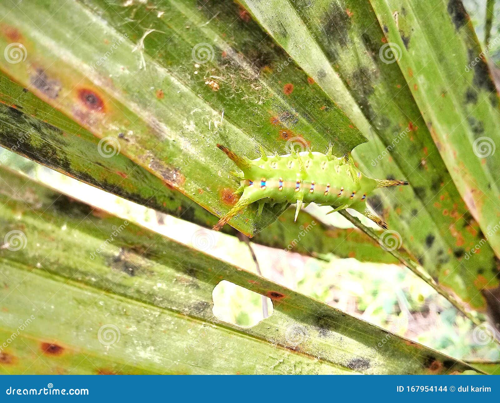 Setora Photos - Free & Royalty-Free Stock Photos from Dreamstime