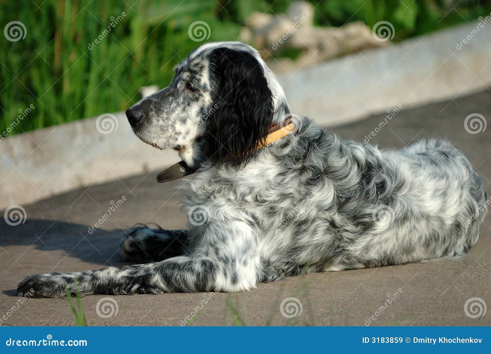 Setter imagem de stock. Imagem de fofofo, sunlight, colar - 3183859