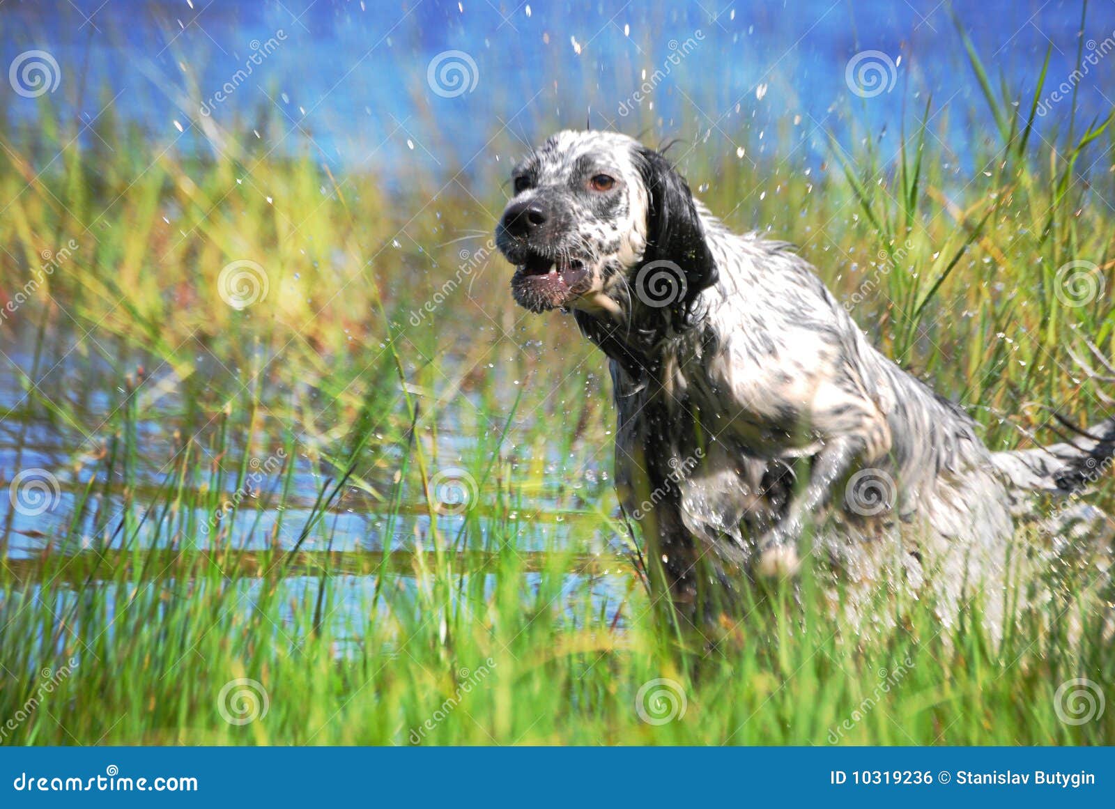 Setter in action stock photo. Image of aspirations, peril - 10319236