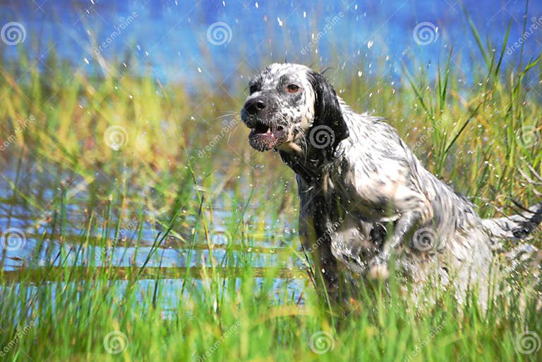 Setter in action stock photo. Image of aspirations, peril - 10319236